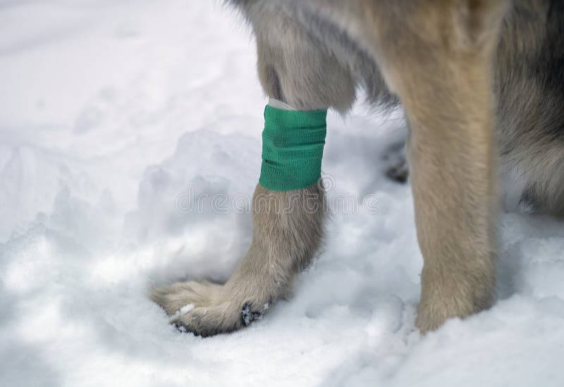 Dog Bandage Stock Images - Download 1,150 Royalty Free Photos