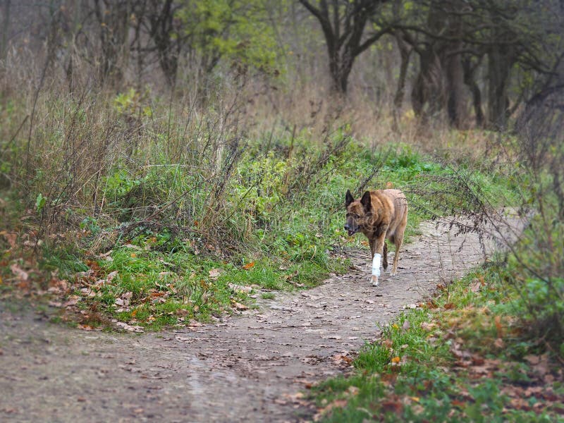 A Dog with a Bandaged Paw on the Path Stock Image - Image of canine ...