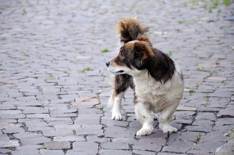 Dog with Bandy Legs on Paving Square Stock Image - Image of bandy ...