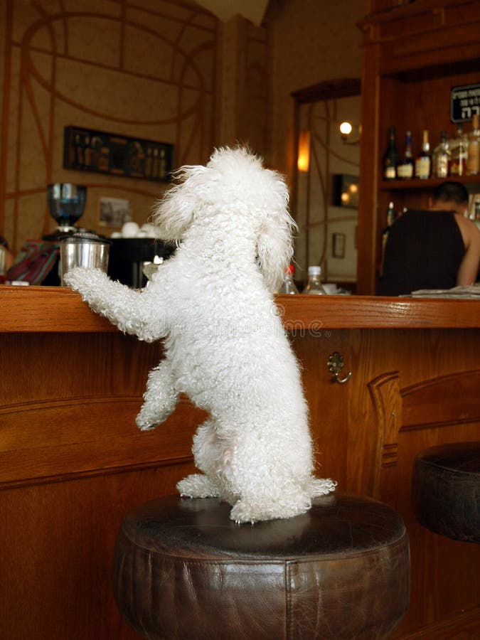 Dog on the bar stock photo. Image of barking, counter, alone - 377822