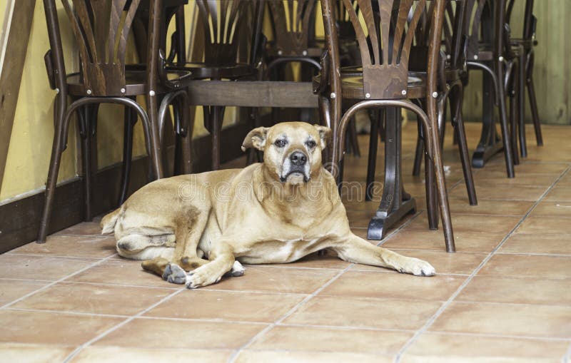 Dog in bar stock photo. Image of object, black, funny - 79778278