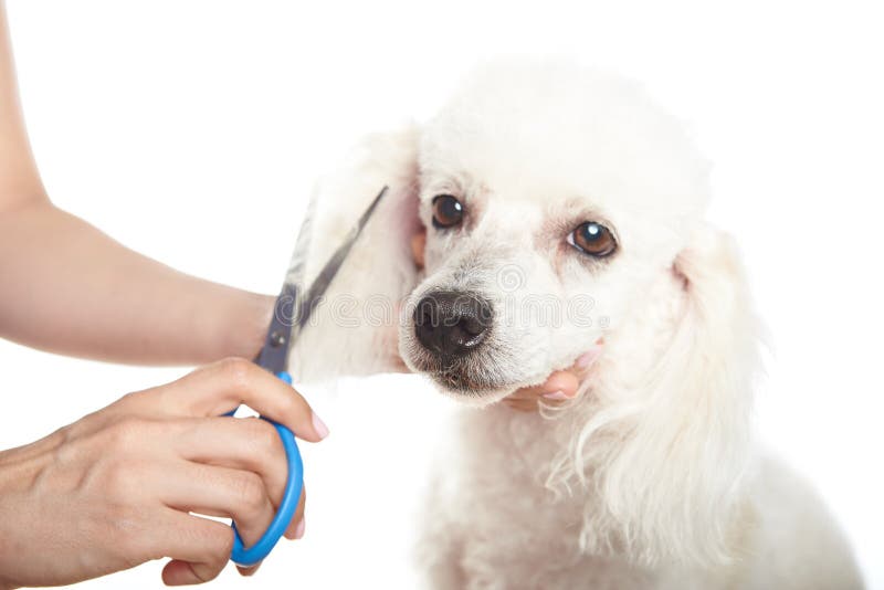 Dog barber shop stock image. Image of beauty, scissors - 71299075