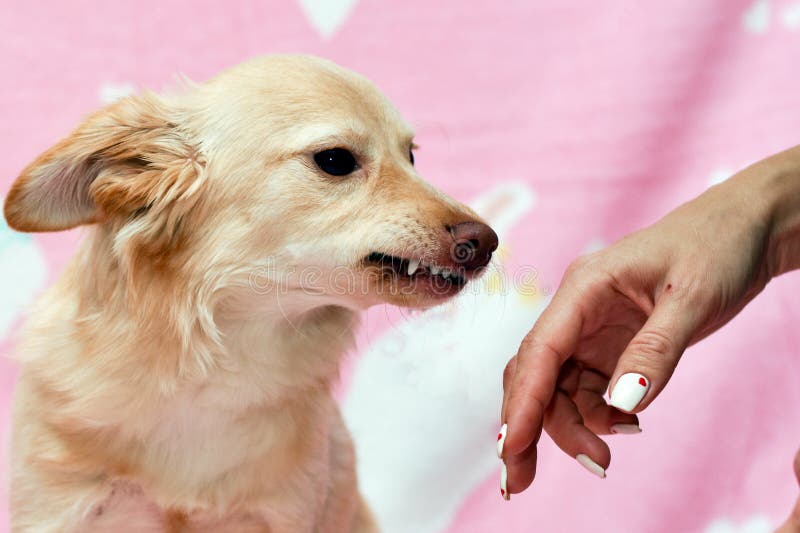 Dog Bared Its Teeth at a Human Hand Stock Image - Image of canine ...