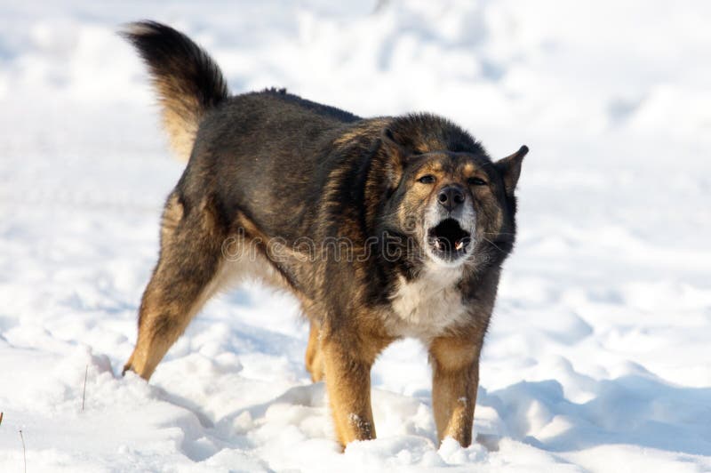 A Dog is Barking in the Snow Stock Photo - Image of funny, cold: 368754246