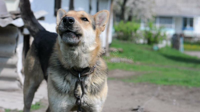 Dog barking stock video. Video of animal, bark, danger - 95037383