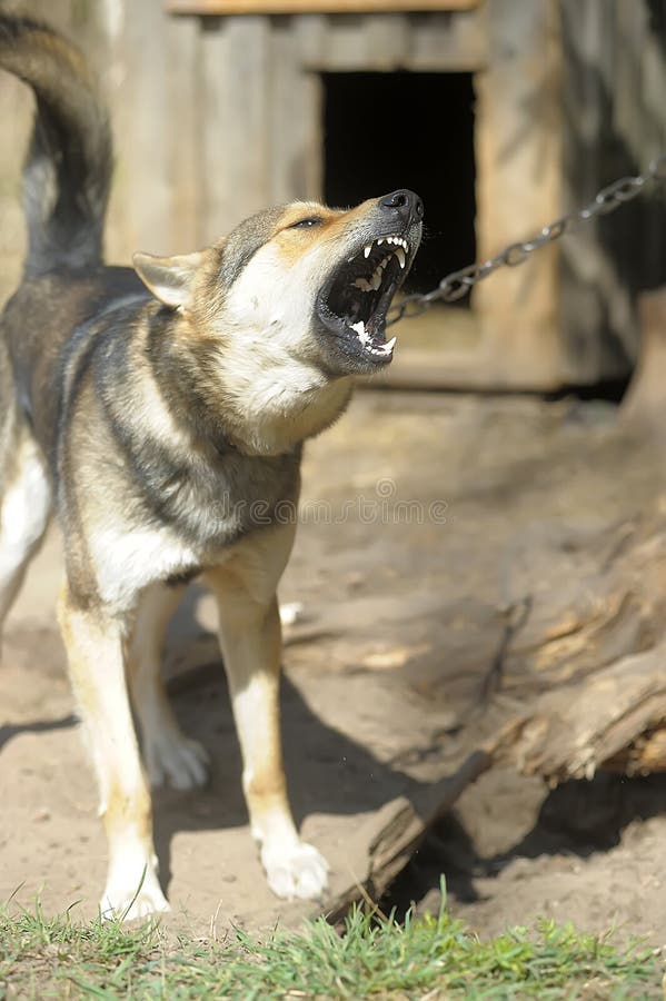 Dog barks stock image. Image of bark, barks, alone, booth - 40356597