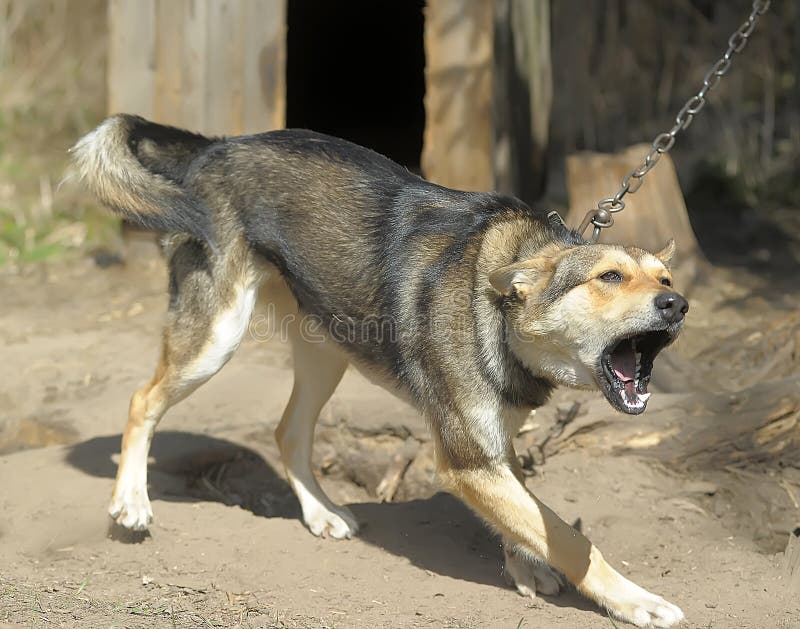 Dog barks stock photo. Image of face, domestic, adorable - 40357240