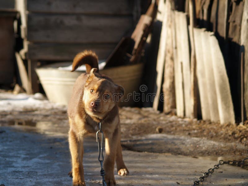 Dog barks stock photo. Image of grin, kennel, biting - 84644008