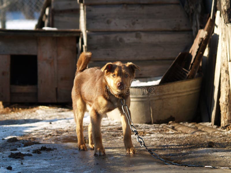 Dog barks stock image. Image of barks, live, circuit - 84648435