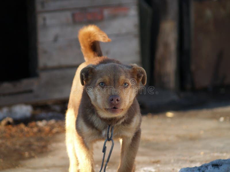 Dog barks stock photo. Image of building, pets, grin - 84648724