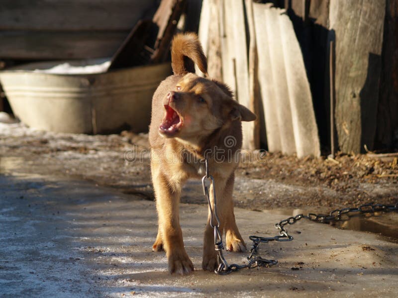 Dog barks stock photo. Image of aggression, bite, building - 84644140