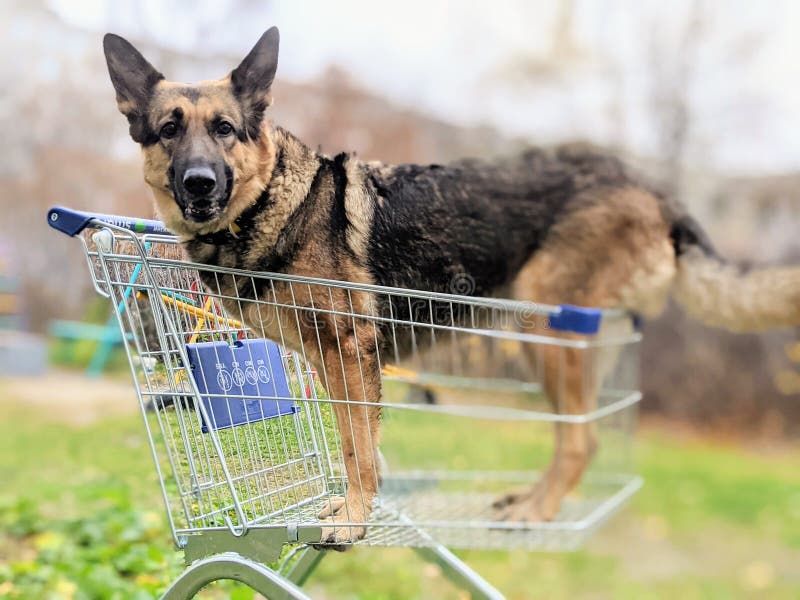 Dog in the Basket. German Shepherd in a Shopping Cart Stock Image ...