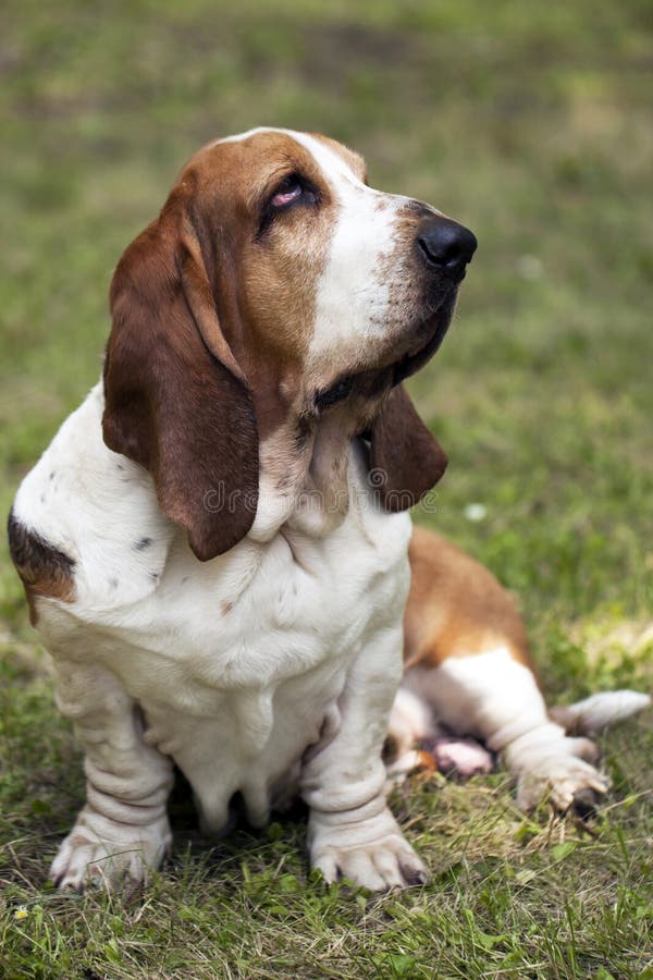 Dog Basset hound stock photo. Image of portrait, purebred - 87257152