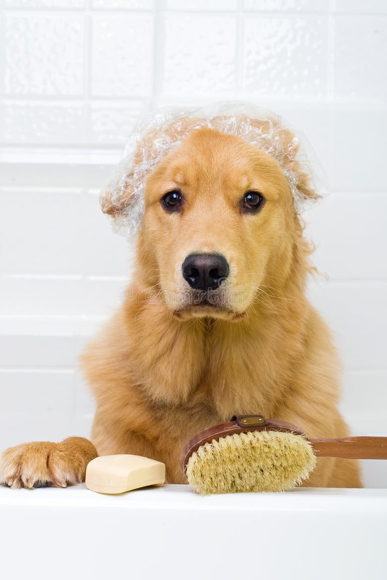 530 Dog Getting Bath Stock Photos - Free & Royalty-Free Stock Photos ...