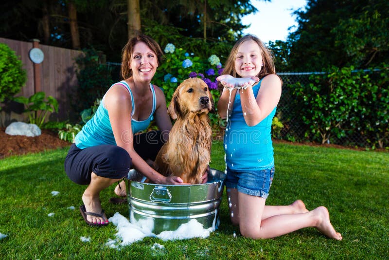 Dog bath stock image. Image of girl, clean, handsome - 26336957