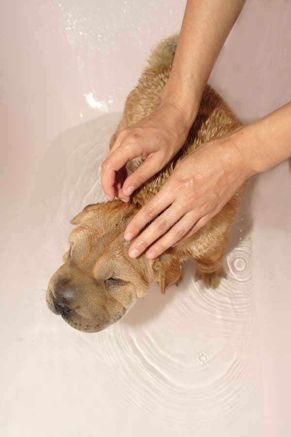 A bathing havanese dog stock photo. Image of little, friend - 20190848