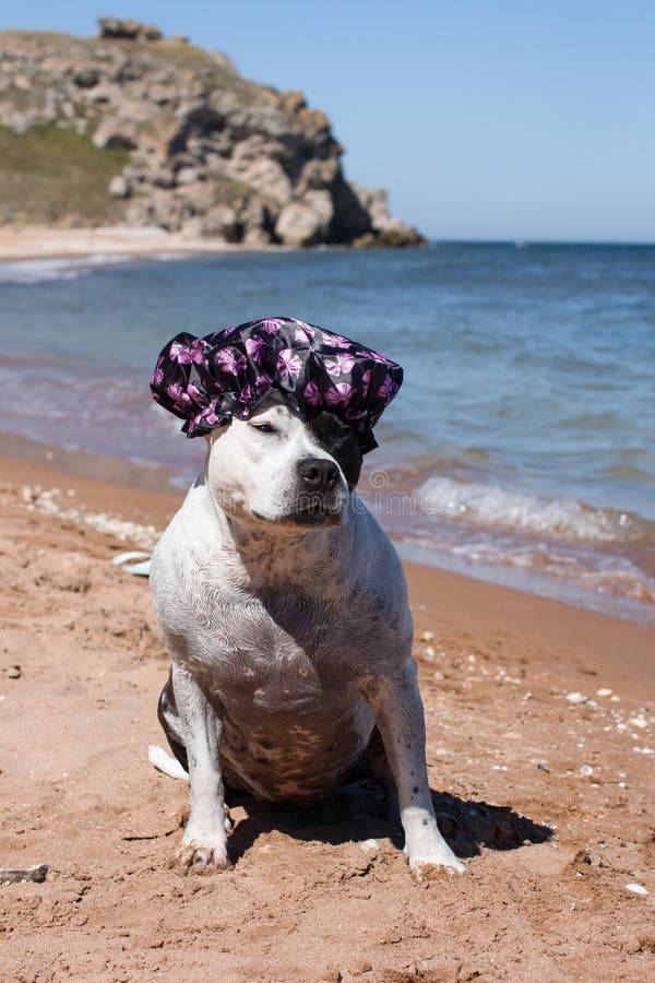 A Dog in a Bathing Cap is Sitting on the Seashore. Stock Image - Image ...