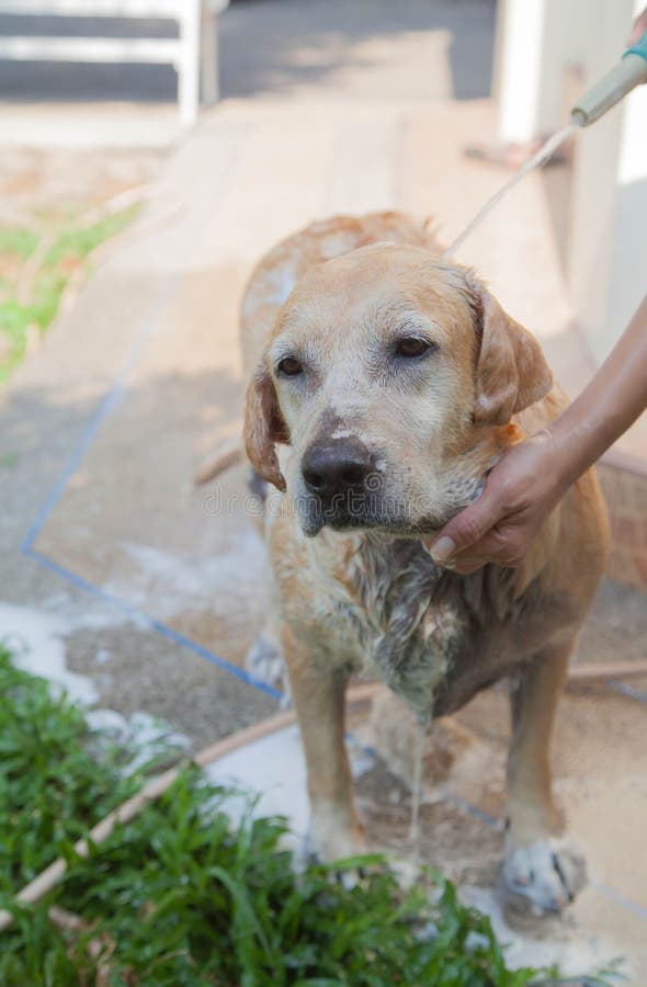 Dog bathing in the hot day stock image. Image of clean - 53468153