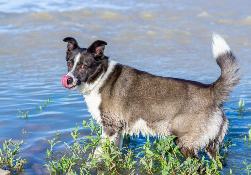 Dog bathing in the river stock photo. Image of swimming - 221866470