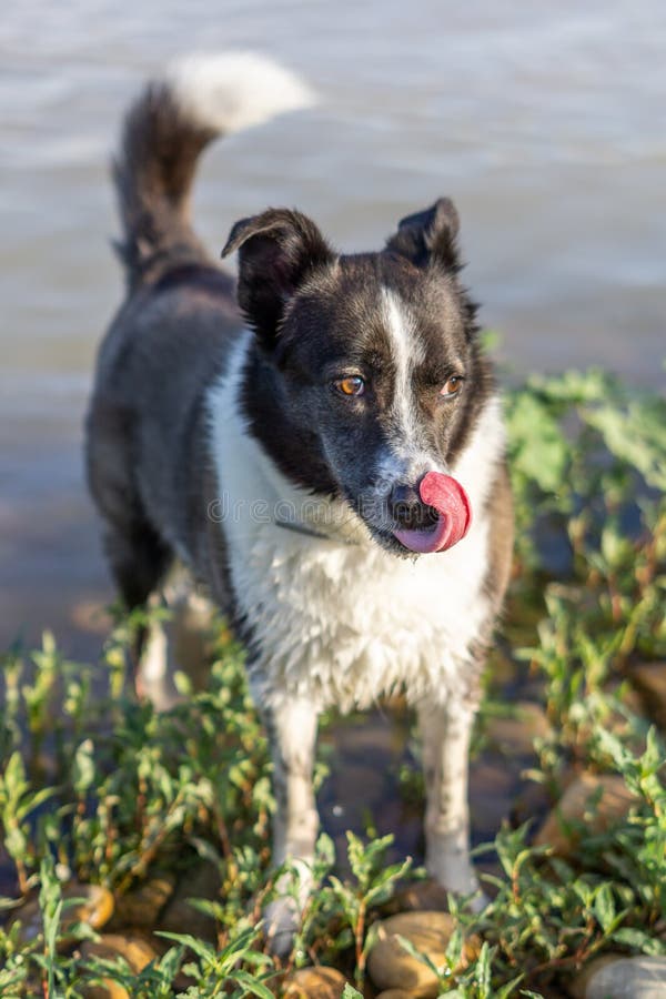 Dog bathing in the river stock image. Image of tree - 221874885