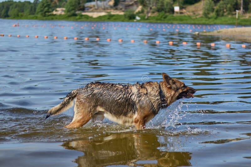 The Dog is Bathing in the River. German Shepherd on the Beach Stock ...