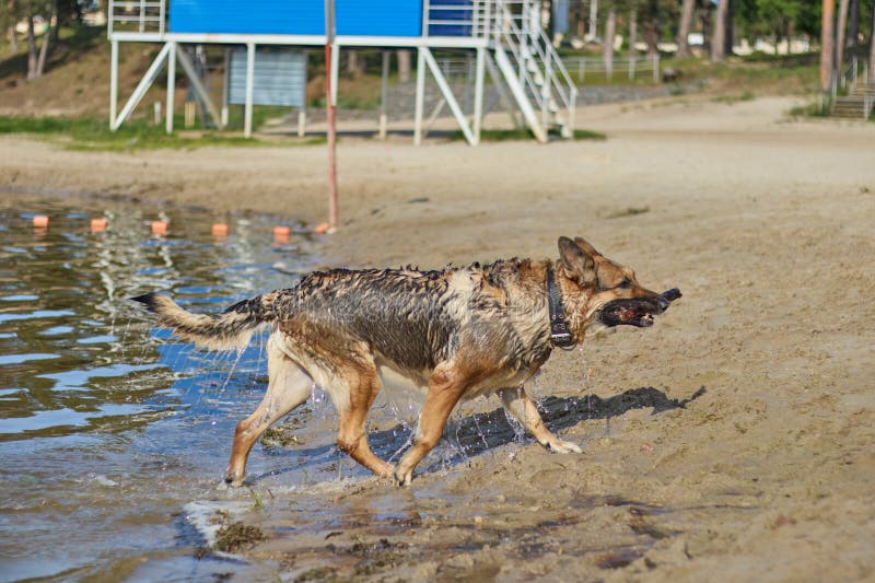 The Dog is Bathing in the River. German Shepherd on the Beach Stock ...
