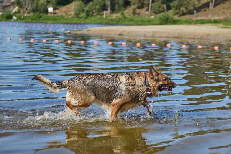 The Dog is Bathing in the River. German Shepherd on the Beach Stock ...