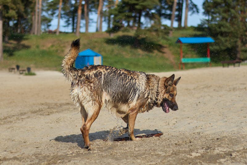 The Dog is Bathing in the River. German Shepherd on the Beach Stock ...