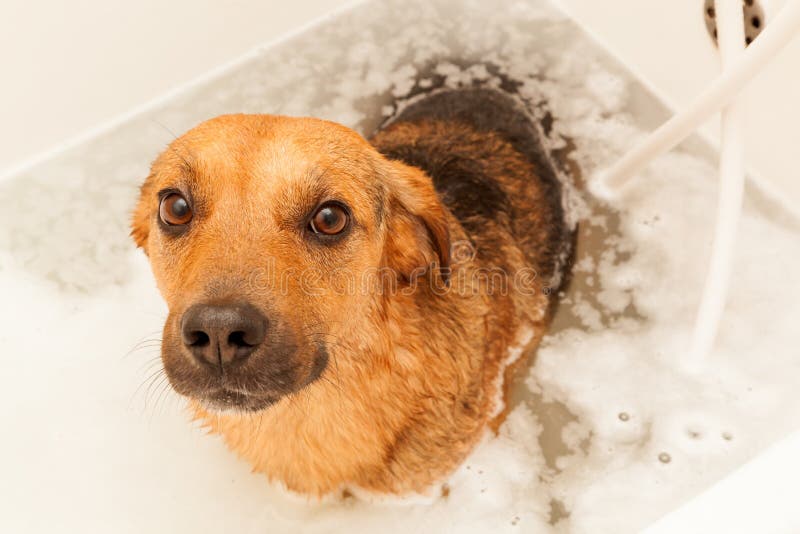 Dog bathing stock photo. Image of cute, shot, canine - 118957476