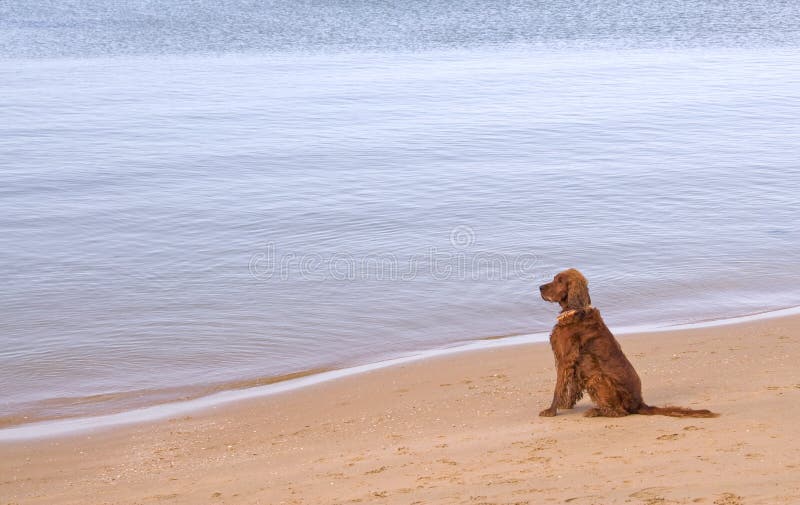 Dog on Beach stock image. Image of water, paddle, leader - 1060575