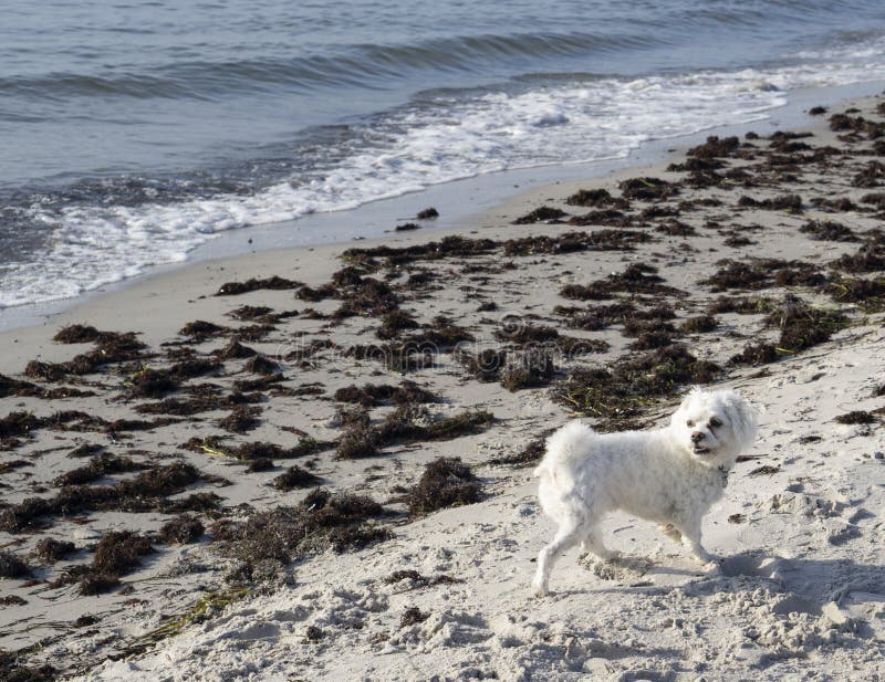 Dog on beach in baltic stock image. Image of baltic - 187321459