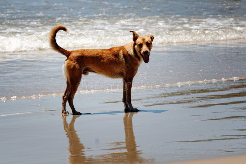 Dog at the beach stock photo. Image of coastline, beach - 23395074