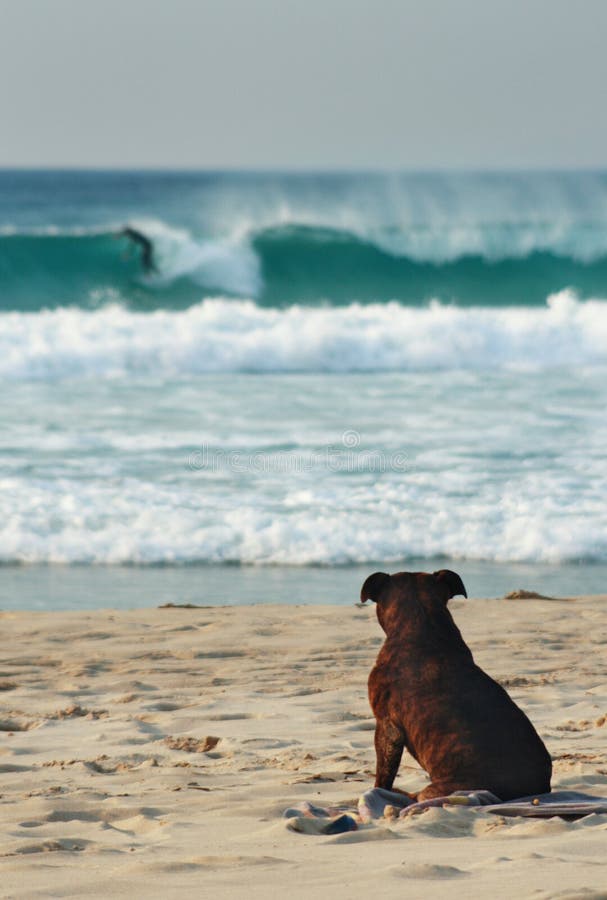Dog on Beach stock image. Image of twilight, watching - 3329127