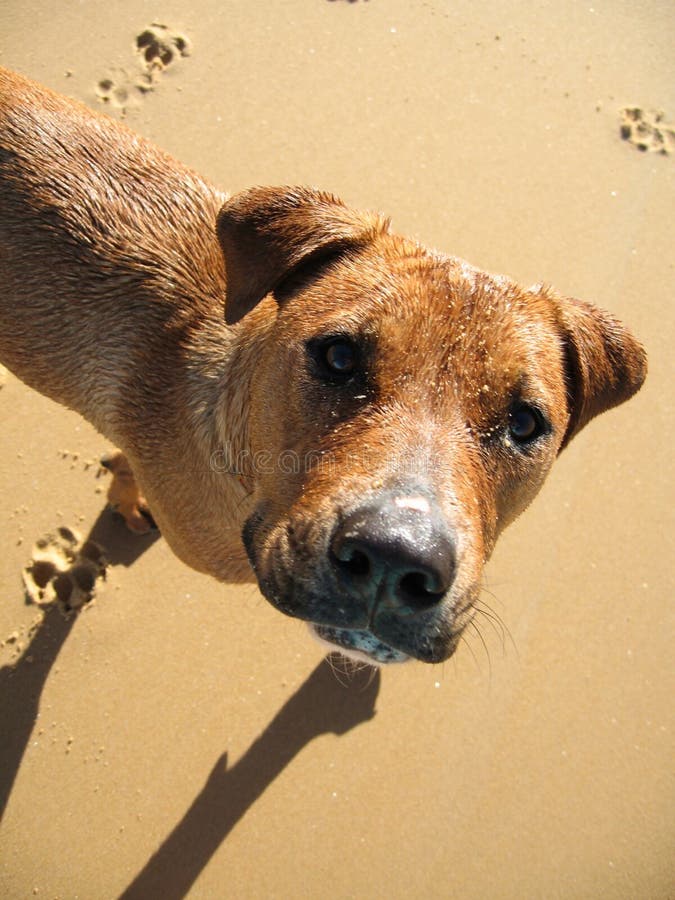 Ridgeback Cross Stock Photos - Free & Royalty-Free Stock Photos from ...