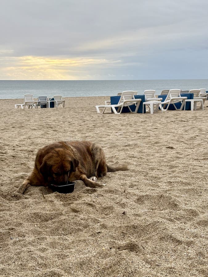 Dog beach fat stray dog stock image. Image of creature - 352721143