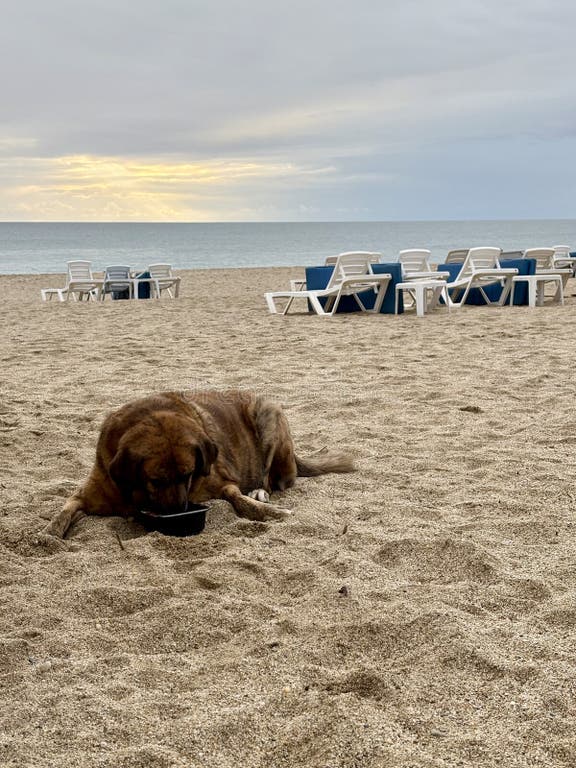 Dog beach fat stray dog stock image. Image of creature - 352721143