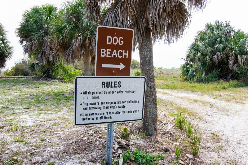 Dog Beach Fort Desoto Florida 2023 Editorial Stock Photo - Image of ...