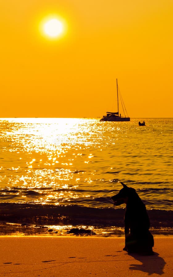 Dog on Beach Looking Sunset Stock Photo - Image of styles, scape: 43675974