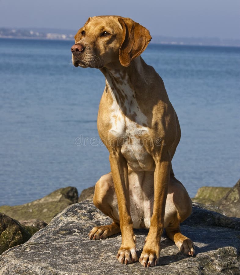 Dog at the beach stock image. Image of dalmatian, viszla - 39528675