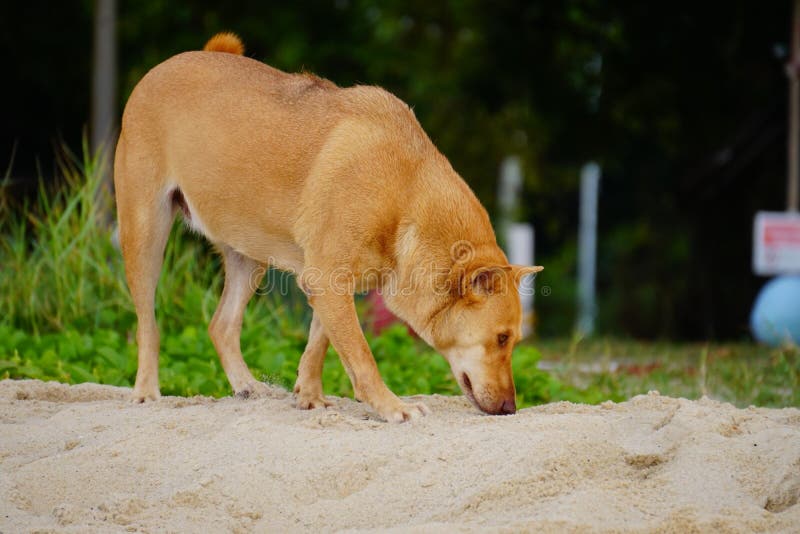Dog at Beach playing sand stock image. Image of fast - 259095925