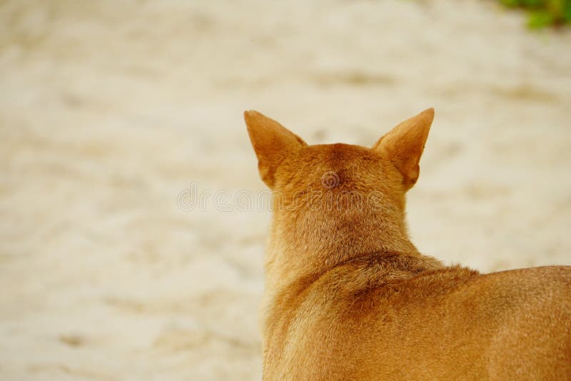 Dog at Beach playing sand stock image. Image of domestic - 259095967