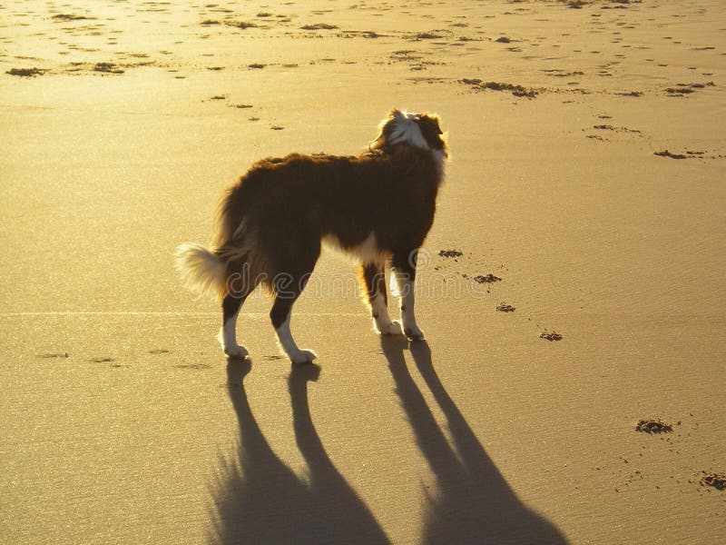 Dog on beach stock photo. Image of shadow, profile, beach - 57773302