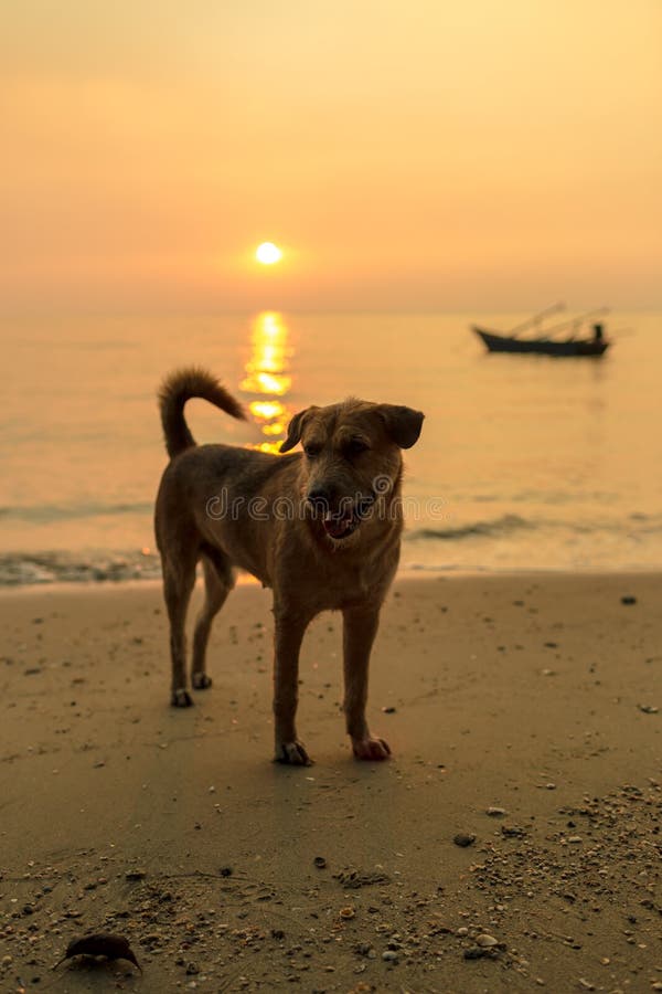 Dog on the Beach with Sunset Stock Image - Image of orange, sunset ...