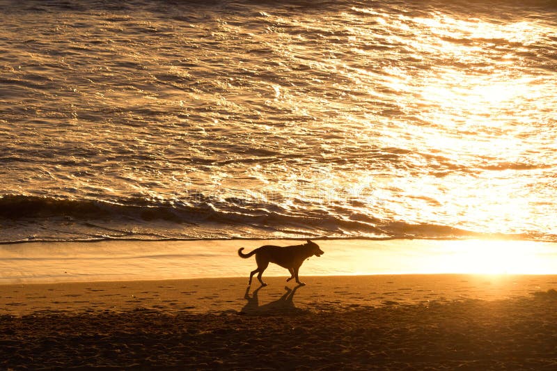 Dog Beach at Sunset stock image. Image of play, life - 84800489