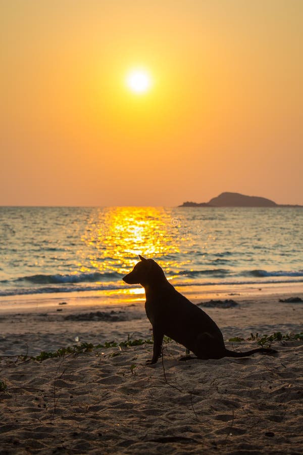 Dog on beach at sunset stock image. Image of sunset, warm - 40017037