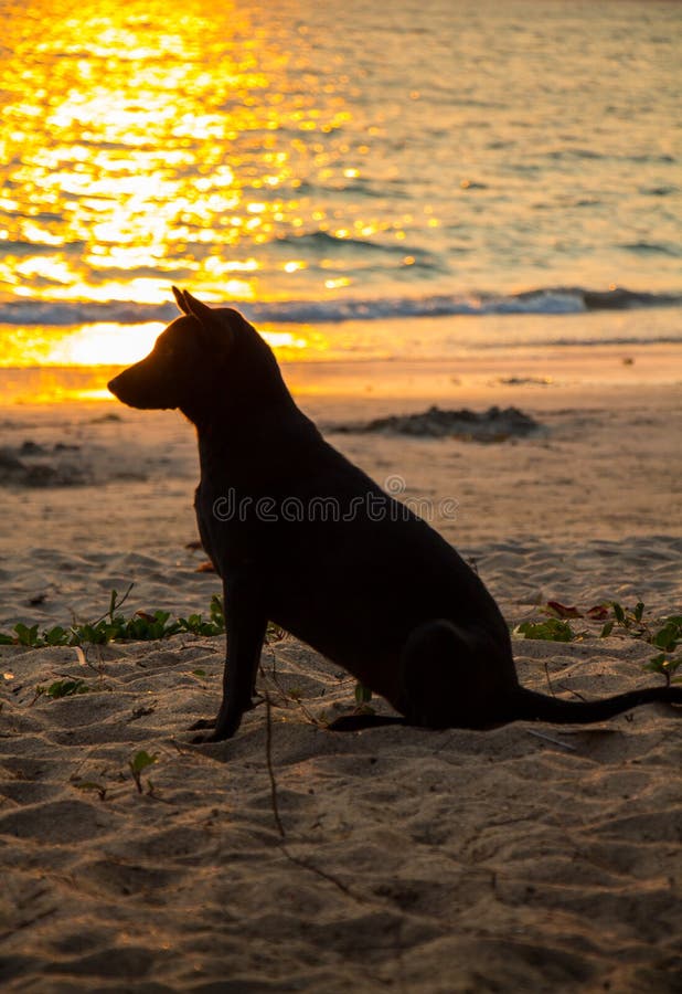 Dog on beach at sunset stock image. Image of sunny, tropical - 40017325
