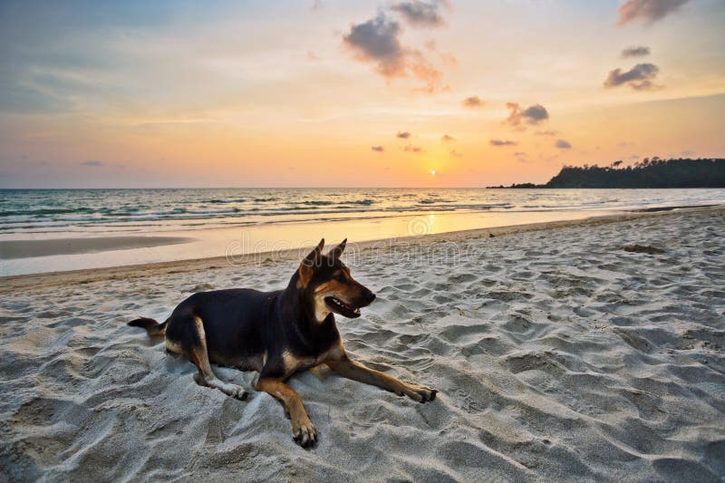 Dog on the beach at sunset stock image. Image of cloud - 57595471