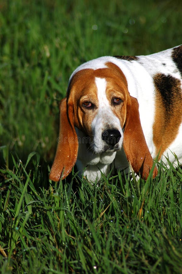 Fall beagle dog stock image. Image of warm, bokeh, face - 35091247