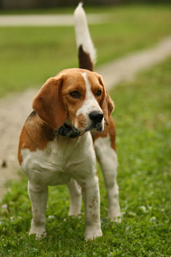 Dog Beagle stock photo. Image of mammal, adorable, beagle - 20805742