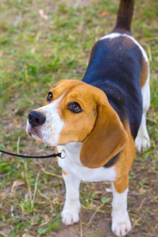 Dog Beagle Breed on the Green Grass in the Summer Stock Photo - Image ...